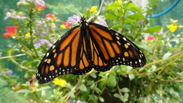 Native Butterfly House & Botanical Gardens - Churchville Nature Center